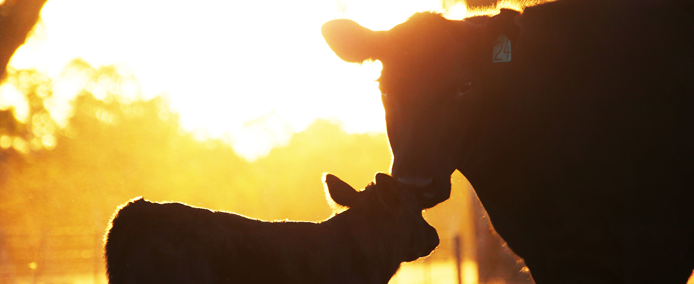 Warrawindi Farms | More Meat, More Money | Penola, South Australia