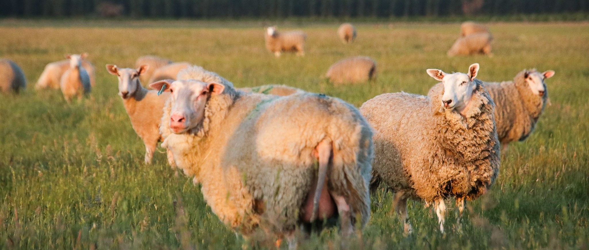 Friesian Sheep Information