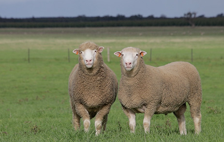 Warrawindi Farms | Poll Dorset