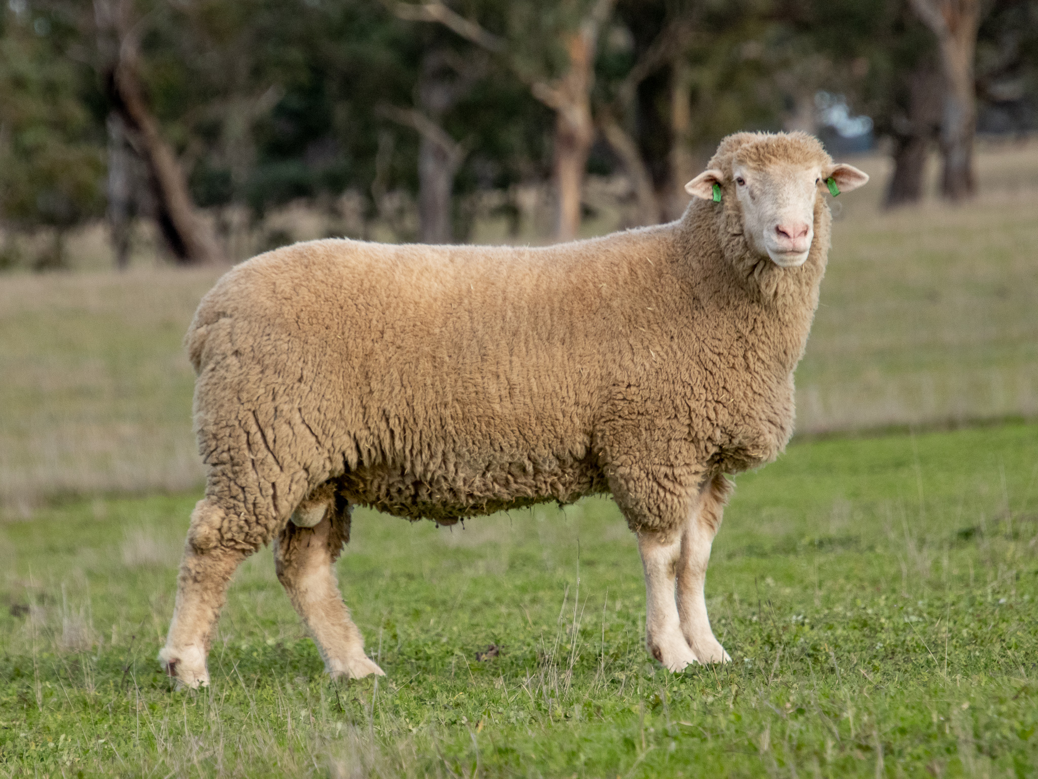 Warrawindi Farms | Poll Dorset | Sires