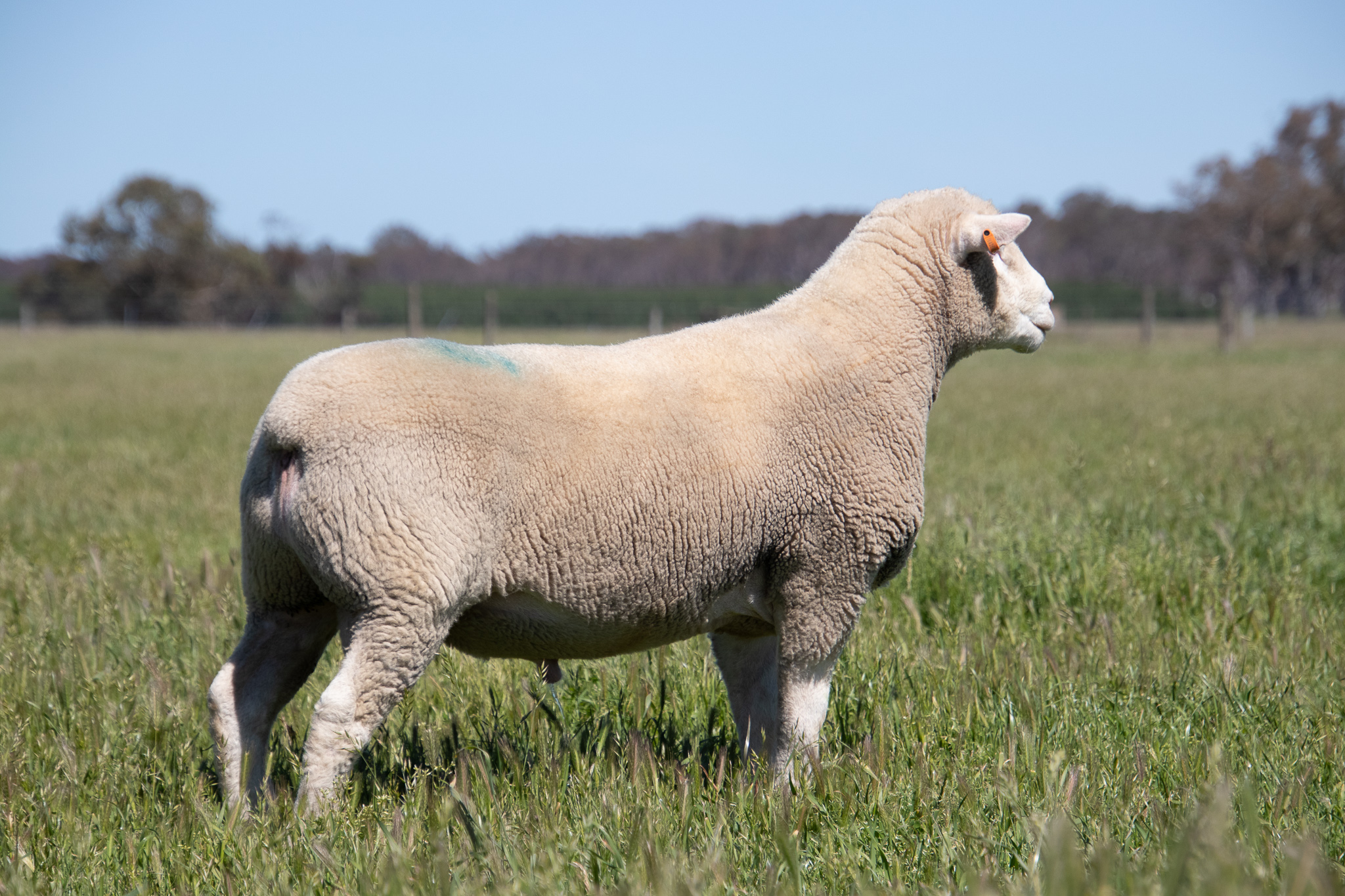Warrawindi Farms | Poll Dorset | Sires